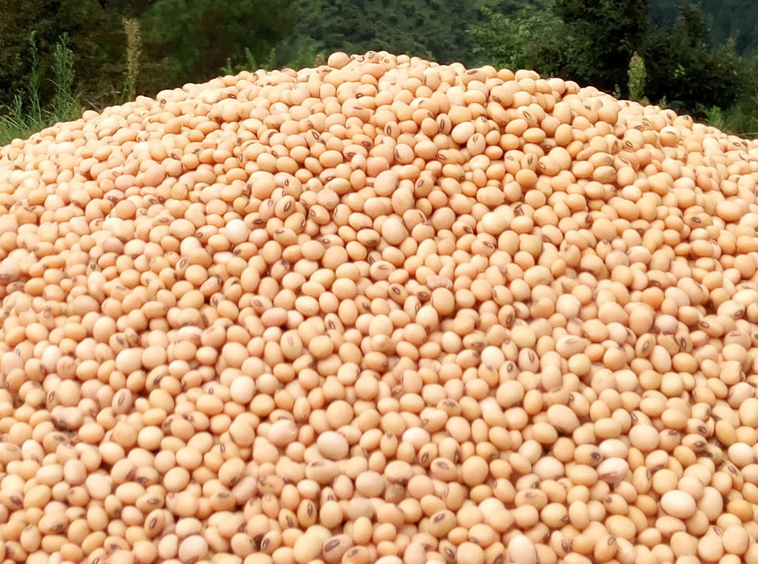 White Soyabean -Bhat (500gms/1kg) – Umang | Mahila Umang Producers Company